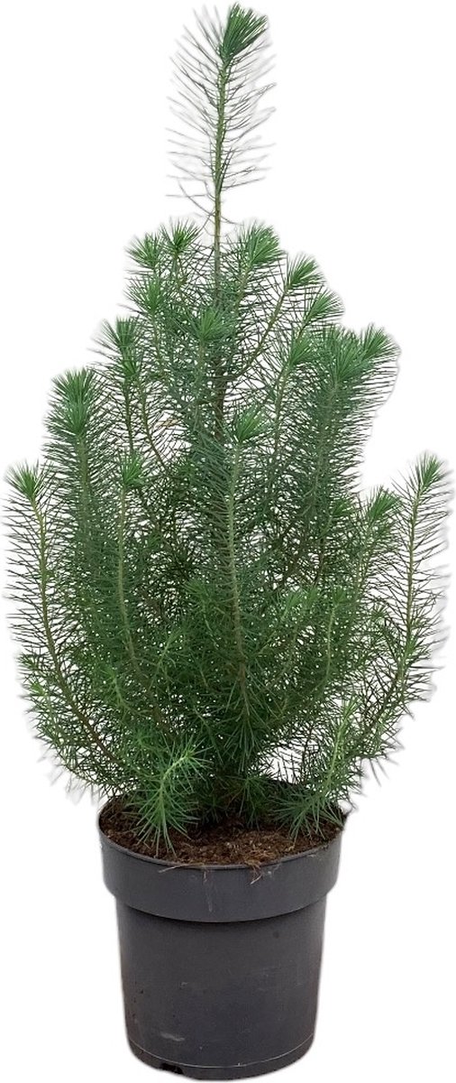 Pinus Pinea ' Silver Crest' - 50 cm | bol
