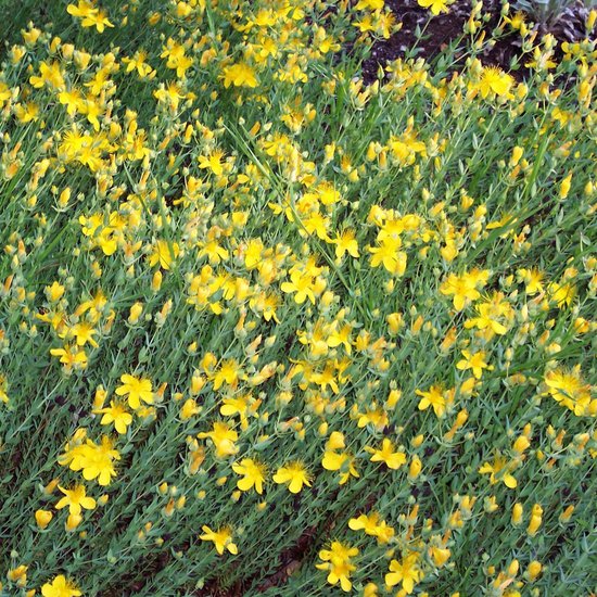 6 x Hypericum Olympicum - Hertshooi pot 9x9cm - Zonnige Geelbloeiende ...