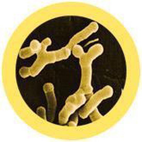 Giant Microbes Bifidobacterium longum - Pluche knuffel van de Bifido ...
