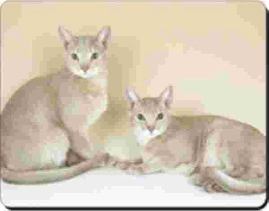 2 Abessijn Katten Muismat | bol.com