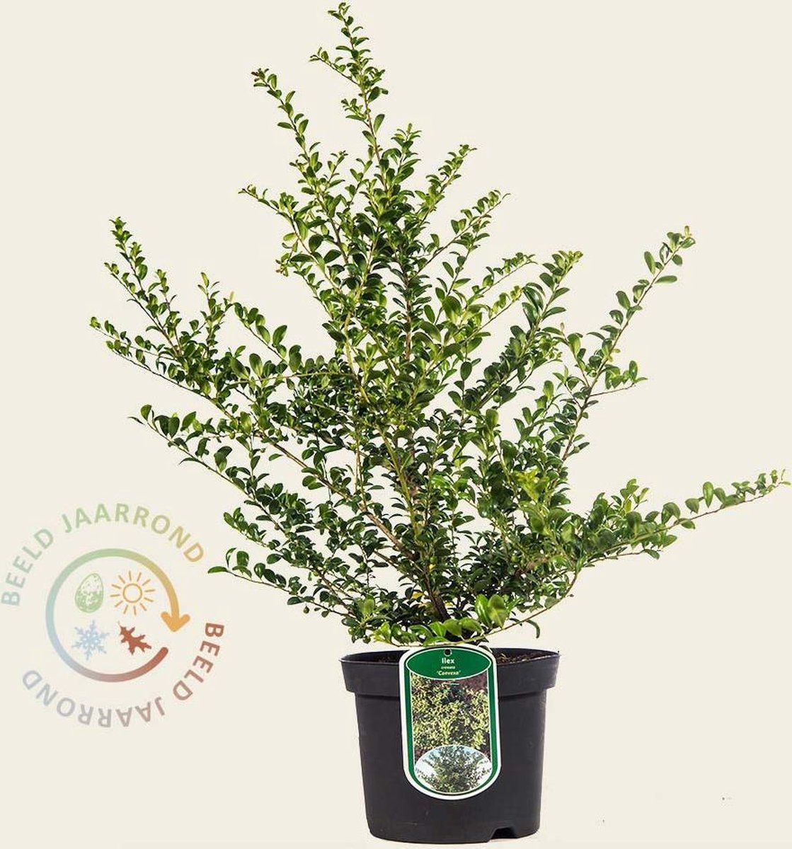 Ilex crenata 'Convexa' | bol.com