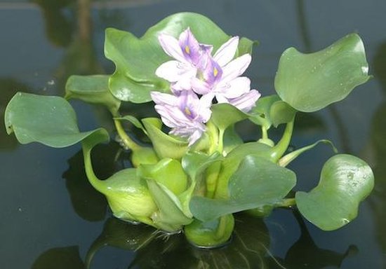 Waterhyacint Eichhornia crassipes | bol