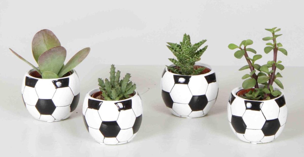 Kamerplant - Voetbal - EK2016 - Voetbalpot - Succulent / Vetplant mini ...