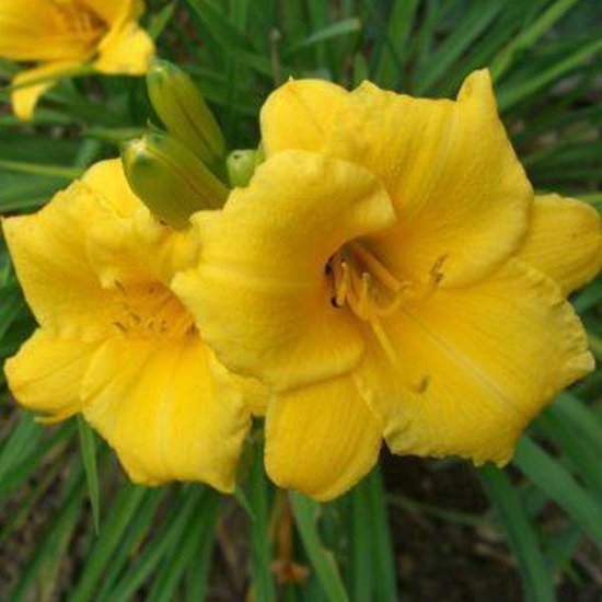 6 x Hemerocallis 'Mini Stella' - Lis d'un jour godet 9cm x 9cm | bol