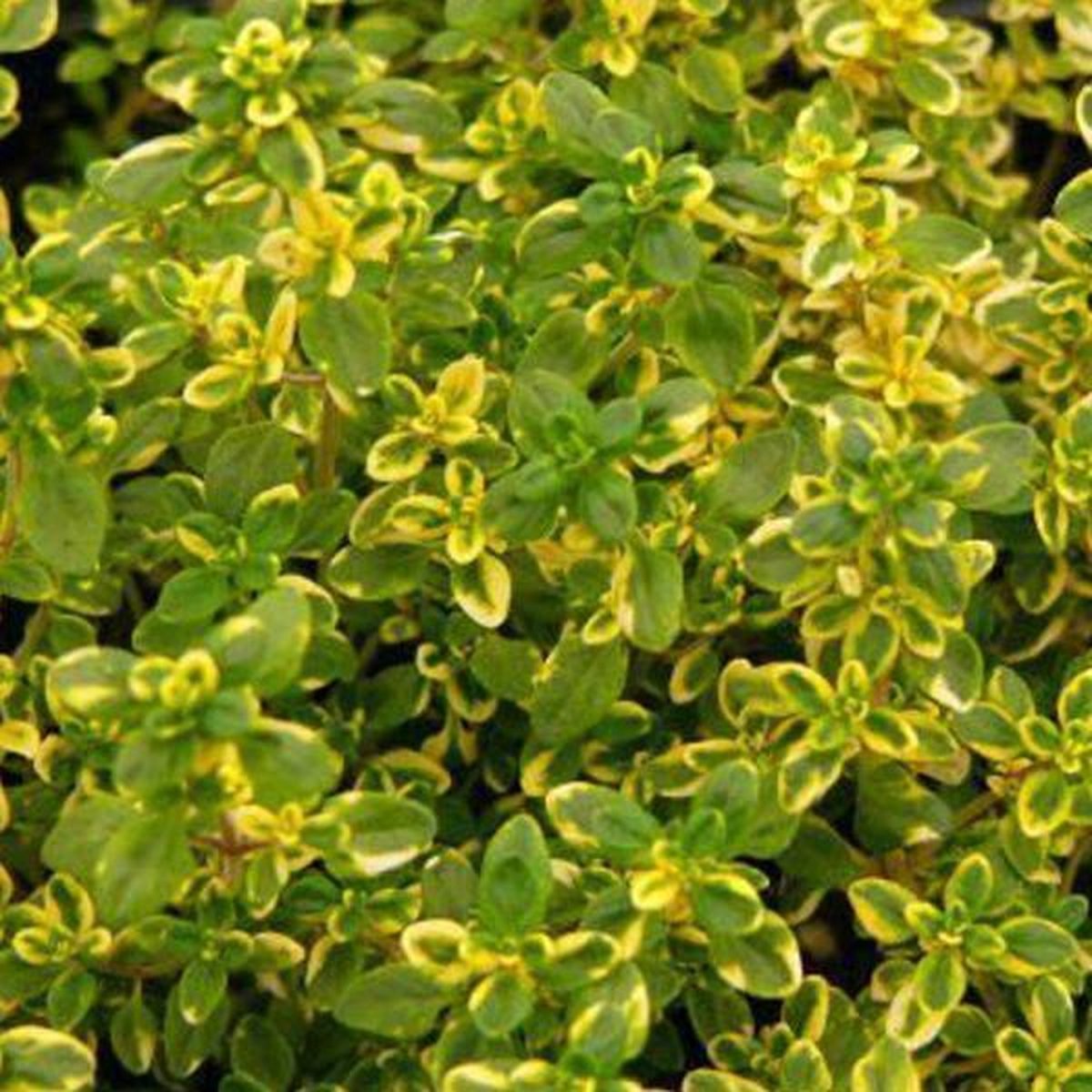 6 x Thymus Citriodorus 'Aureus' - Citroentijm pot 9x9cm | bol.com