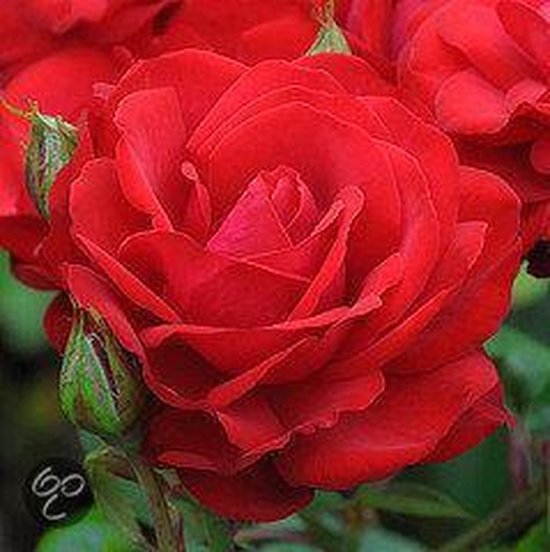 Bodembedekkende Roos - Kleinbloemig - Rood - Balkon, Terras en Tuin ...