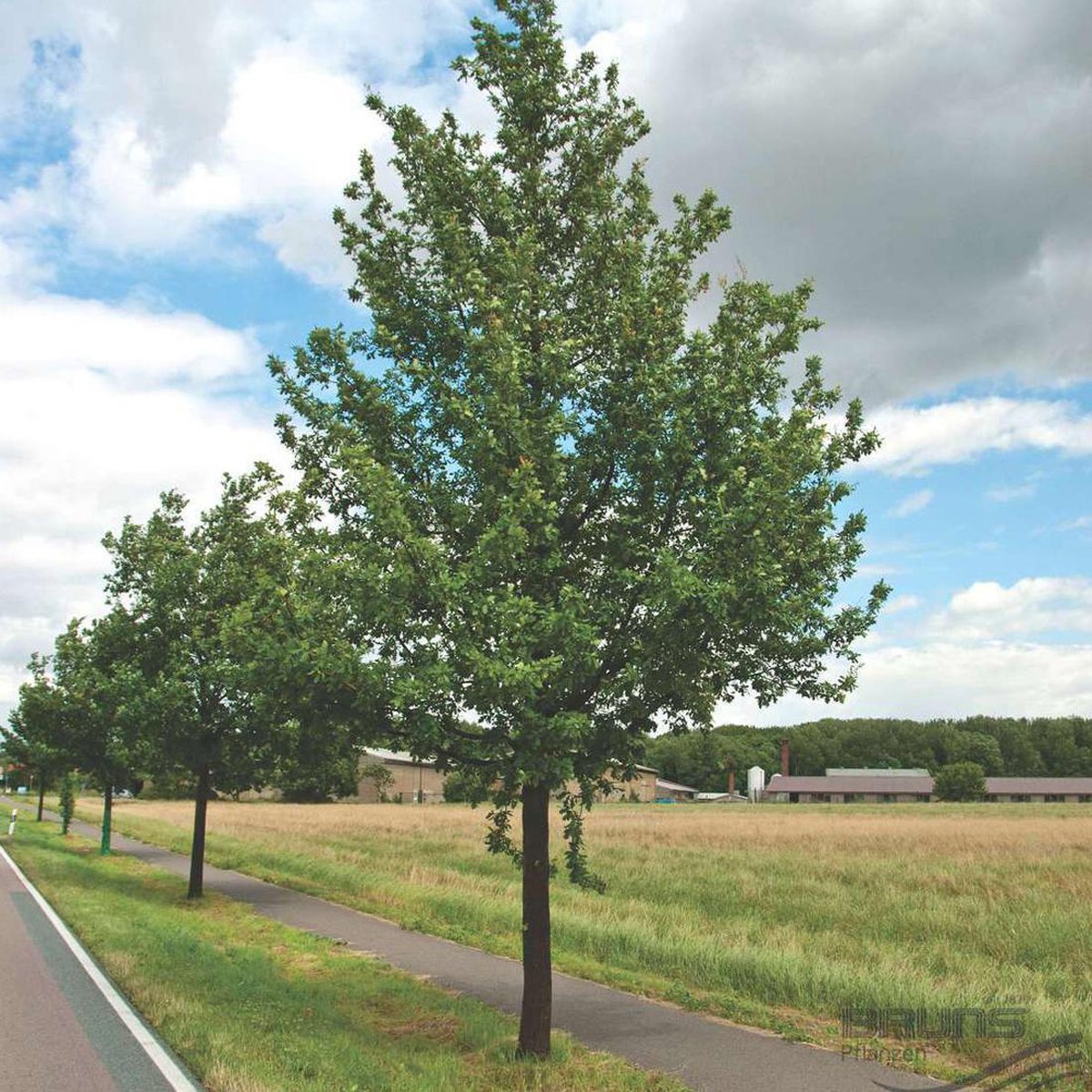 Quercus Robur - Chêne pédonculé - Arbre Tige 8-10 cm Racines nues | bol.com