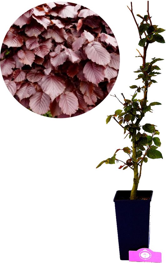 Fagus sylvatica 'Atropunicea' rode beukenhaag 3L pot | bol
