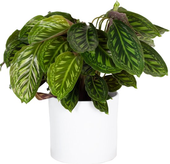 Kamerplant van Botanicly – Marantaceae in witte pot als set – Hoogte ...