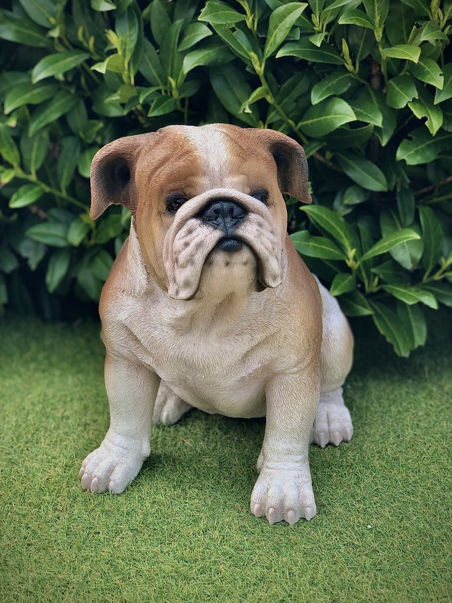 Engelse Bulldog groot levensecht 38 cm hoog - polyester - polystone ...