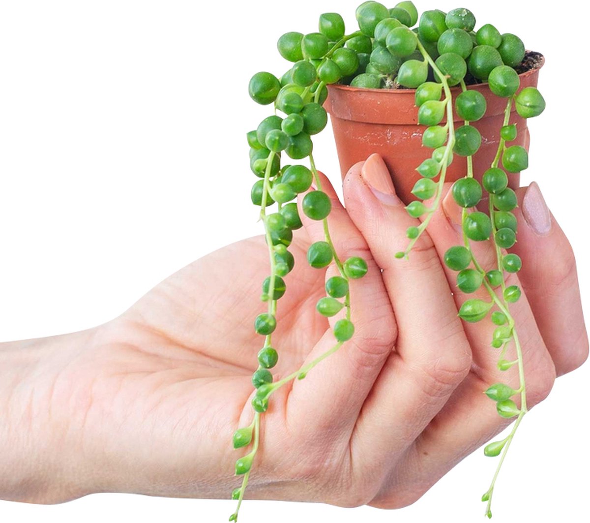 PLNTS - Baby Senecio Rowleyanus - Erwtenplant - Kweekpot 6 cm - Hoogte ...