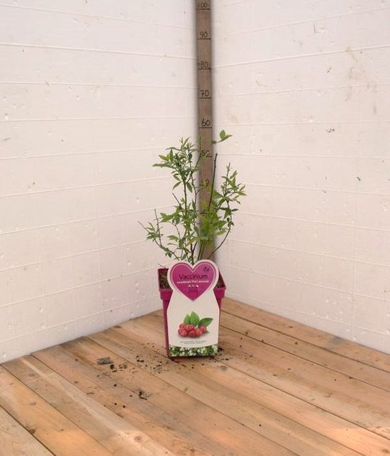 Pink Berry Bessenstruik -Fruitstruik- 60 cm hoog- Potgekweekt ...
