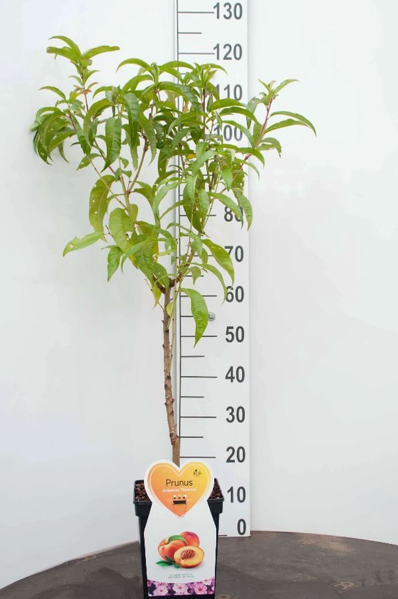 Flavortop Nectarineboom -Fruitboom- 120 cm hoog- Laagstam- Potgekweekt ...