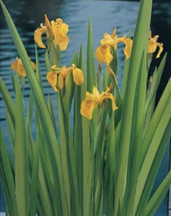 6 x Iris pseudacorus ' Variegata' - BONTE GELE LIS - pot 9 x 9 cm | bol