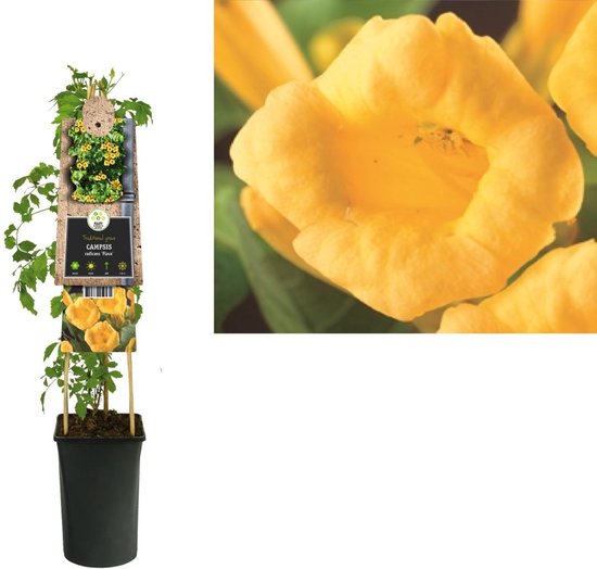 3 stuks - Van der starre - Klimplant Campsis radicans Flava 75 cm | bol