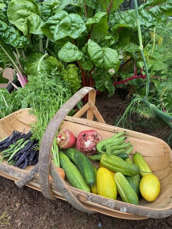 Cellmax Biologische kweekset - Moestuin - Voordeel set | bol