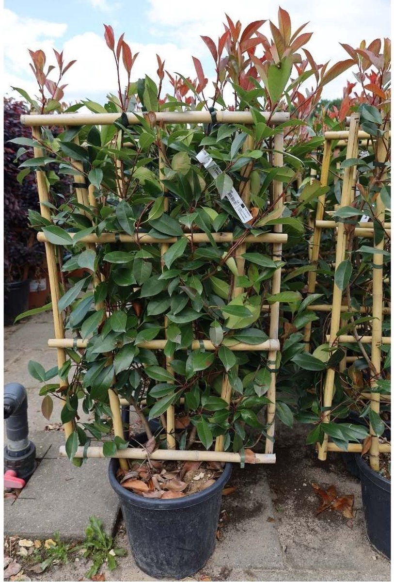Glansmispel Red Robin (kant-en-klare haag) - Photinia fraseri 'Red ...