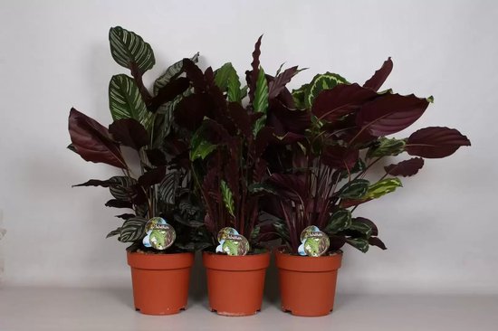 Calathea Mix | bol.com