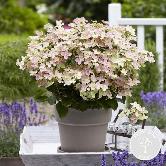 Hydrangea 'Switch Ophelia'– Hortensia – Roze – Heester – Winterhard ...