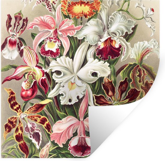 Muurstickers - Sticker Folie - Bloemen - Ernst Haeckel - Vintage - Orchidee - 120x120... | bol