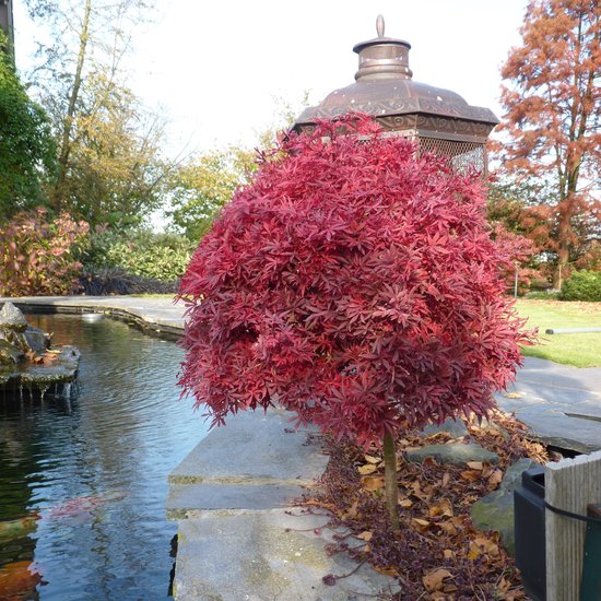 e-bloom | Japanse Esdoorn - Rood - ca. 80 cm incl. kweekpot | bol.com