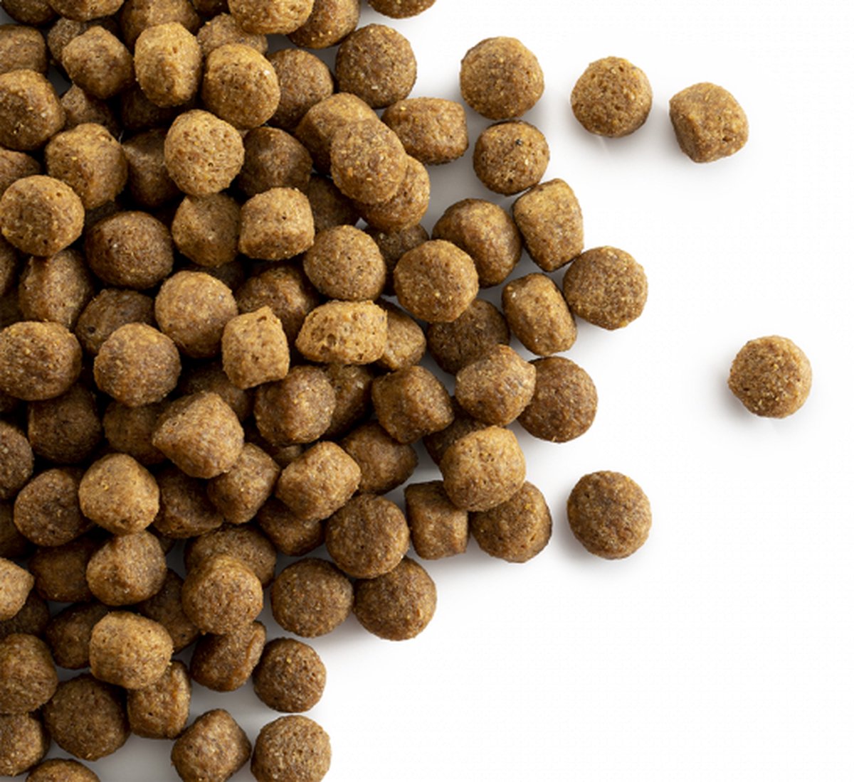 Budget pup brok grote hond 2kg | bol