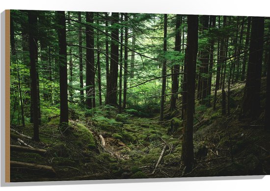 WallClassics - Hout - Volgroeid Bos - 105x70 cm - 12 mm dik - Foto op ...