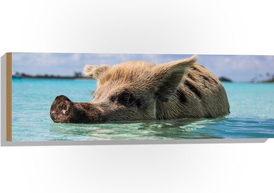 WallClassics - Hout - Varken aan het Zwemmen in de Zon - 90x30 cm - 12 ...