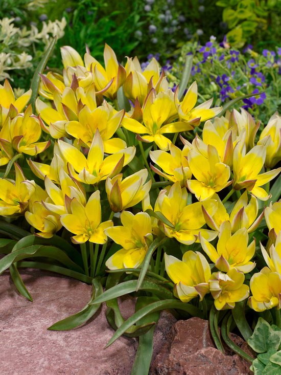 500x Tulpen 'Tarda dasystemon' - BULBi® bloembollen en planten met ...