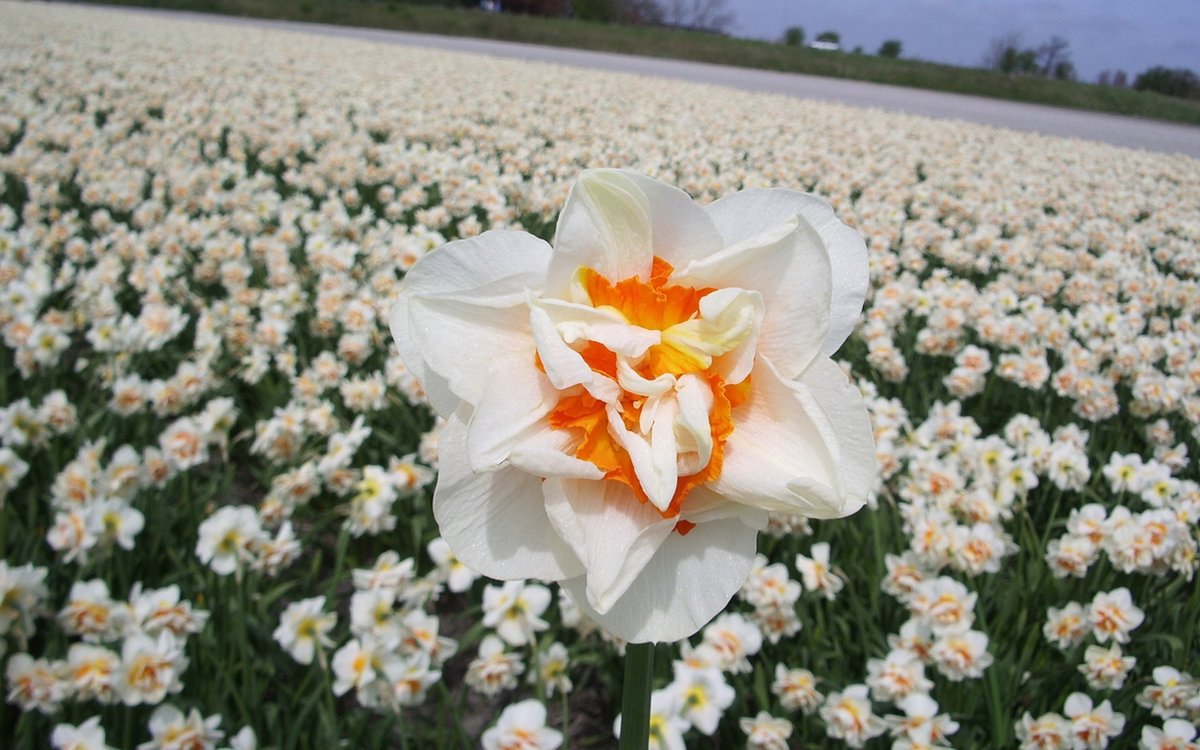 Narcis Flower Parade | bol.com