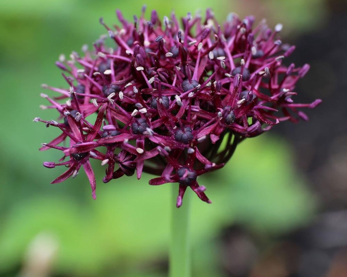 Allium atropurpureum - sierui - set van 15 stuks | bol.com