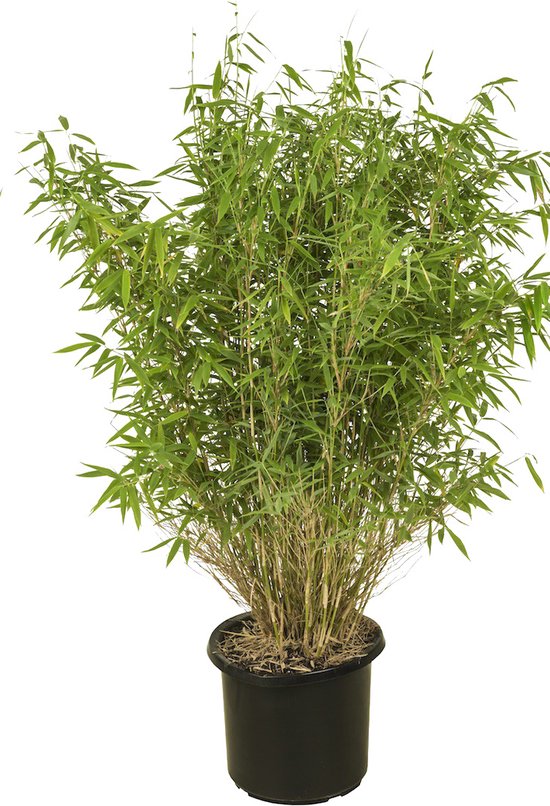 Plants Online - Haagplanten - Fargesia 'Simba' - Pot 80-100 cm - set ...