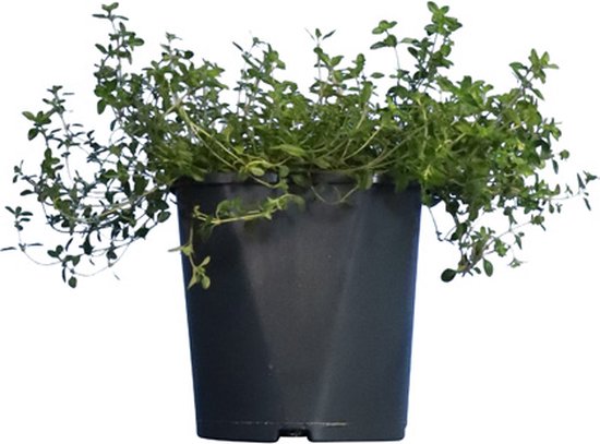20 stuks | Kruipende Tijm - Pot P9 - Bloeiende plant - Compacte groei ...