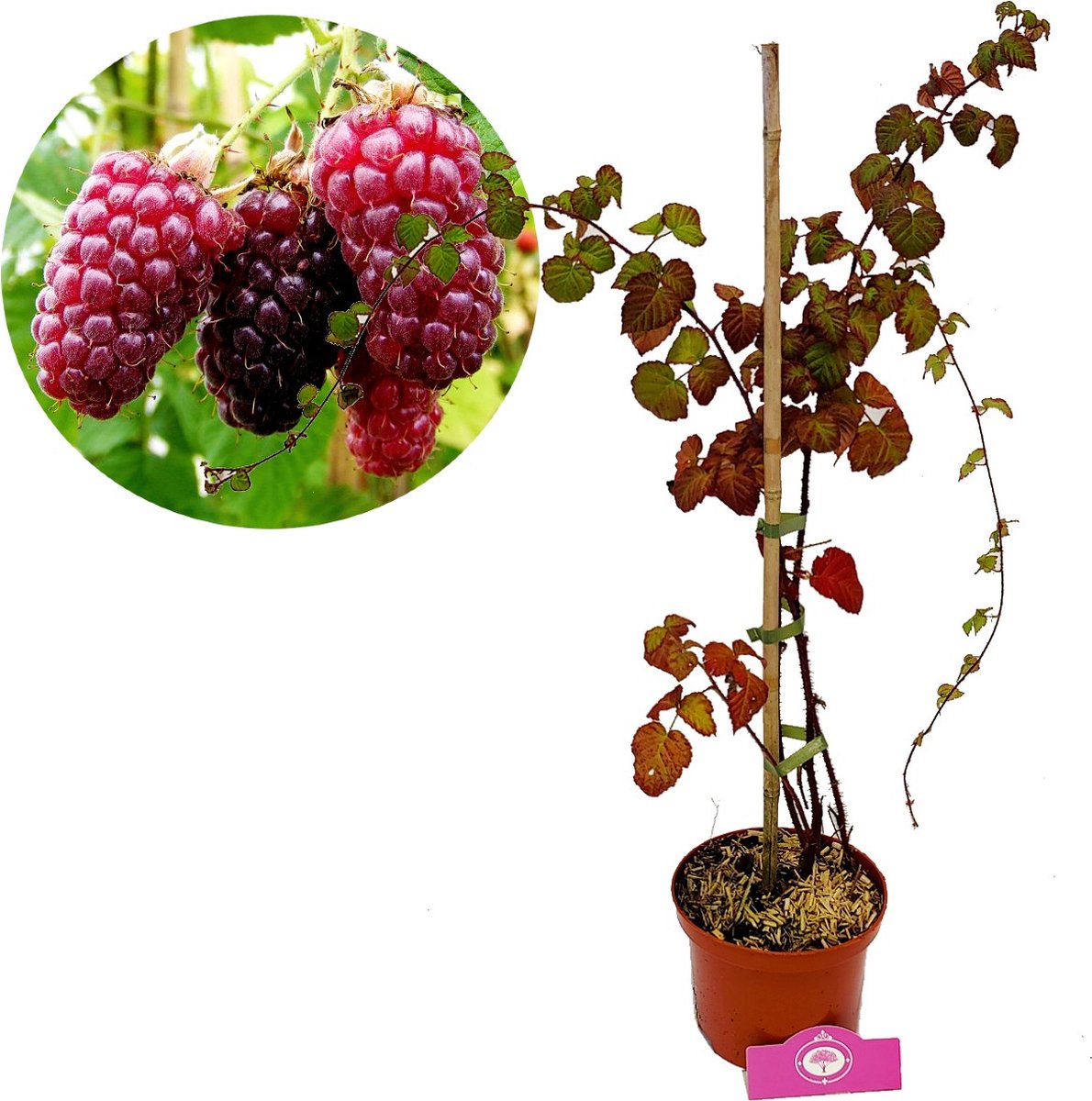 Rubus fruticosus x idaeus 'Tayberry' kruising framboos/braam, braamboos ...