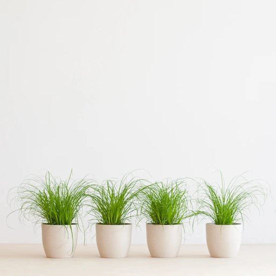 Cyperus Zumula - Kattengras - P12 - 4 stuks | bol.com