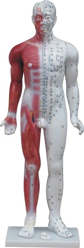 Het menselijk lichaam - acupunctuur en meridianen model (man, 80 cm) | bol.com