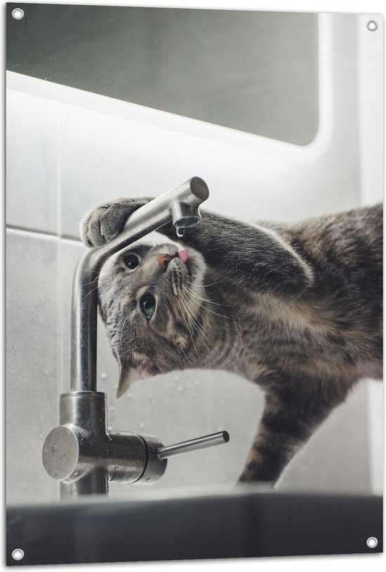 WallClassics - Poster de jardin - Chat qui boit au robinet - 70x105 cm ...