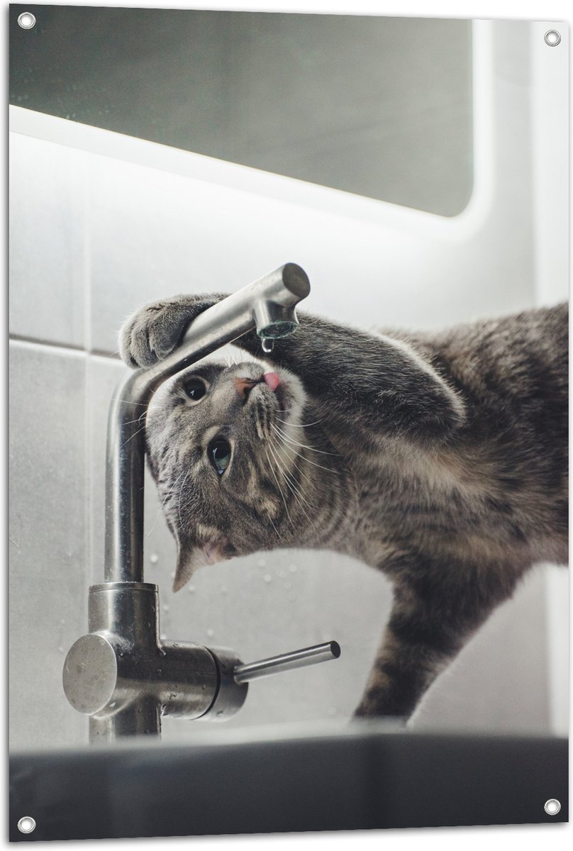 WallClassics - Poster de jardin - Chat qui boit au robinet - 70x105 cm ...