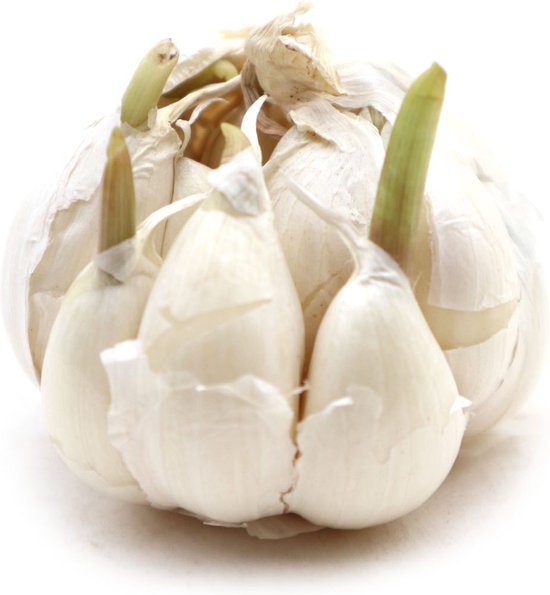 Tuin de Bruijn® Plant knoflook wit - 3 bollen - zelf knoflook telen - moestuin | bol