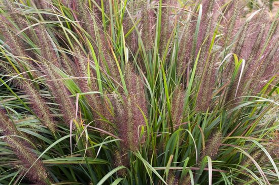 3 stuks | BLACK FRIDAY KORTING Pennisetum alopecuroides Moudry P9 ...