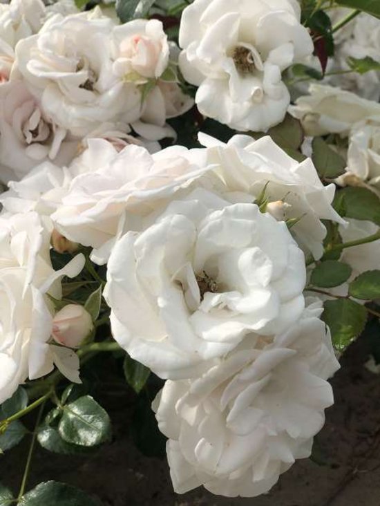 Rosa 'Aspirin-Rose' - Roos in pot | bol