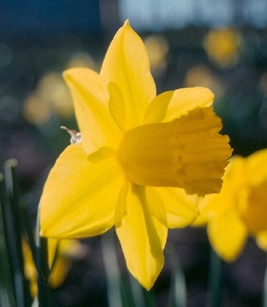 20 Narcis Pentewan | bol.com