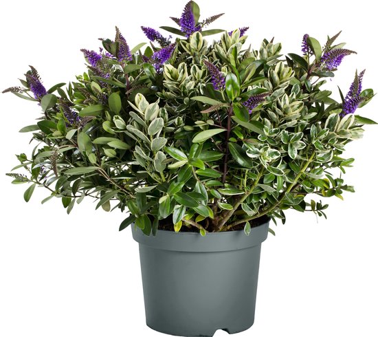 Addenda® Hebe Donna/Classica duo - Kwekerij Roest - Bloeiende plant ...