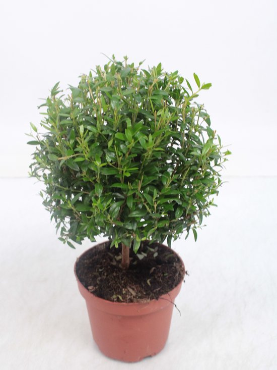 Myrtus communis - Myrte boompje - bol op stam - potmaat 12 cm ...