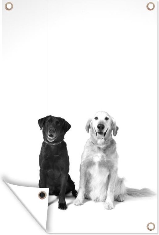 Décoration de jardin Deux Labrador Retriever ensemble en studio - noir ...