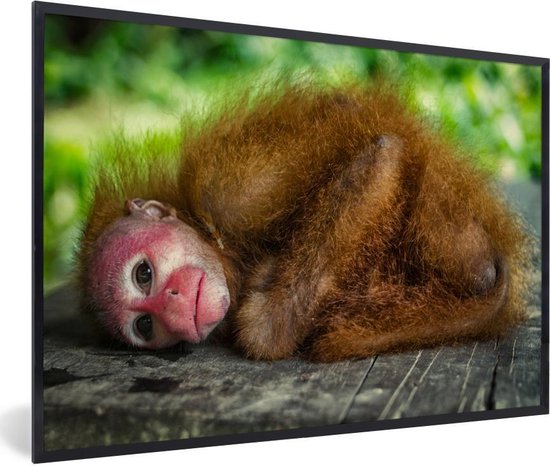Fotolijst incl. Poster - Jonge oeakari aap - 30x20 cm - Posterlijst ...
