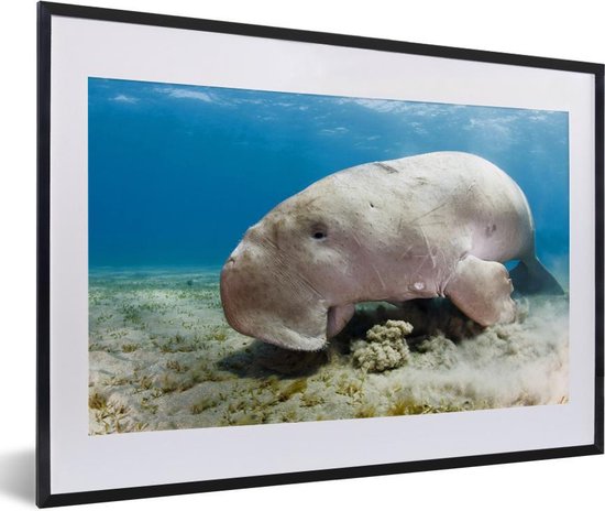 Fotolijst incl. Poster - Een doejong voedt zich met zeegras - 60x40 cm ...