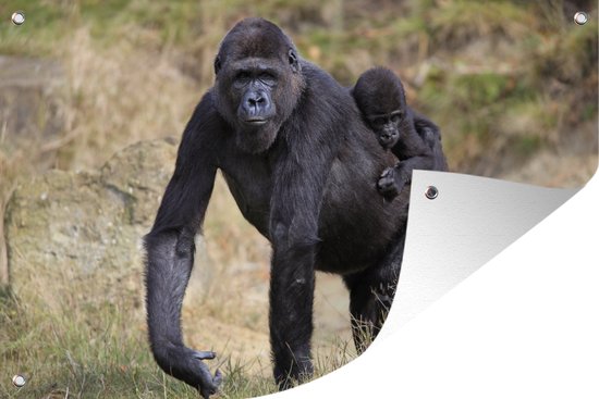 Muurdecoratie Afbeelding van een Gorilla met een jong op de rug ...
