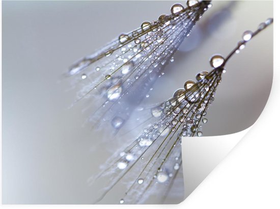 Muursticker Zaadjes van paardenbloem - Waterdruppels op ...