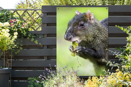 Tuinposter - Tuindoek - Tuinposters buiten - Etende agoeti - 90x120 cm ...